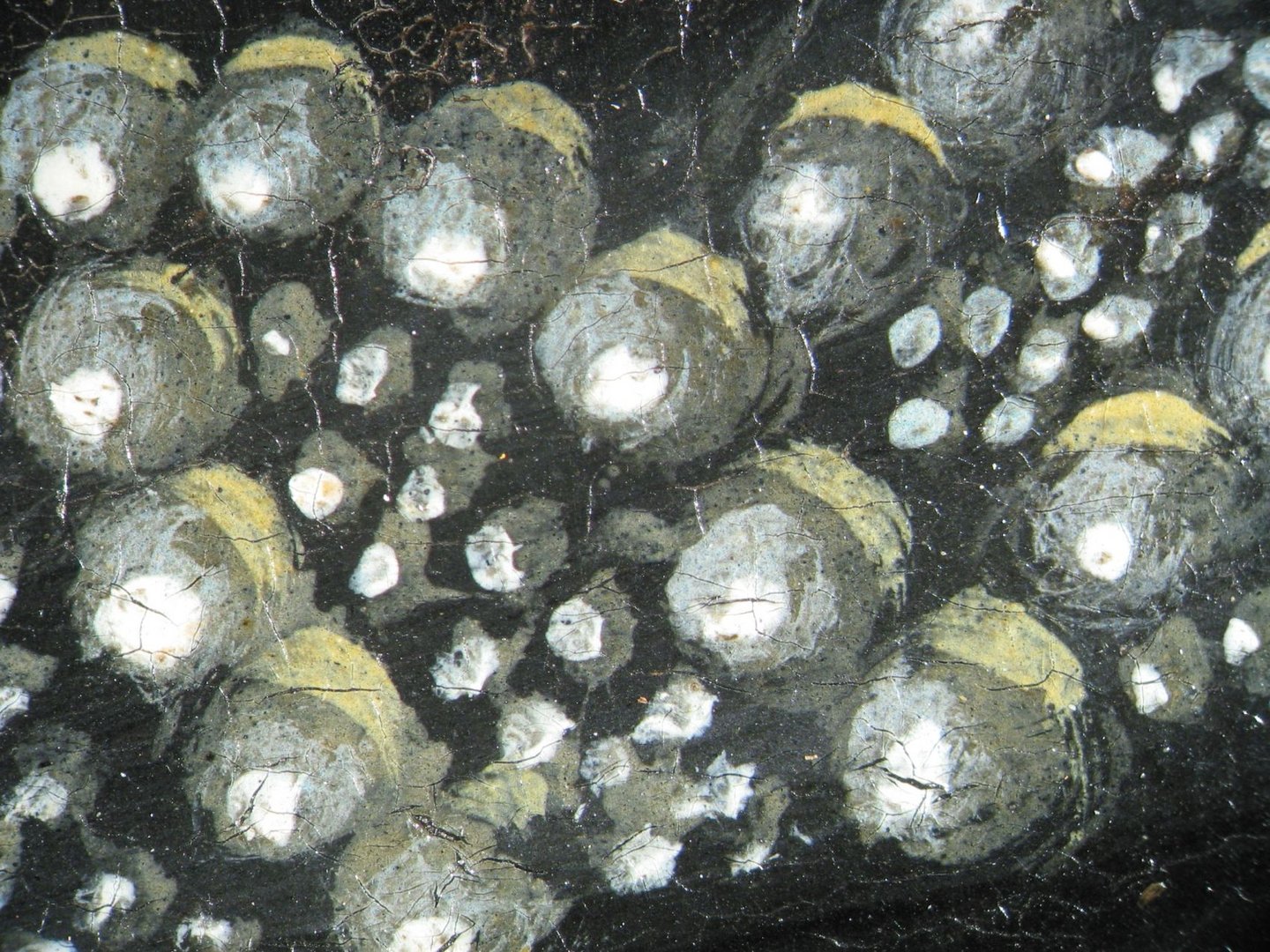 Lady Elizabeth Pope c.1615: By Robert Peake – Essay | Tate